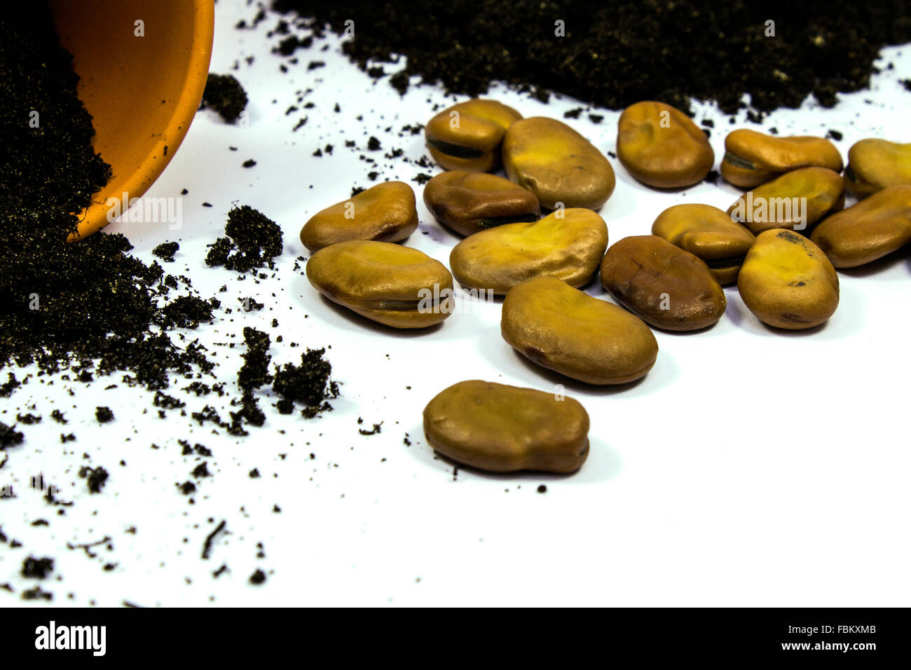 seed, compost, beans, plant pot, plants, soil Stock Photo - Alamy