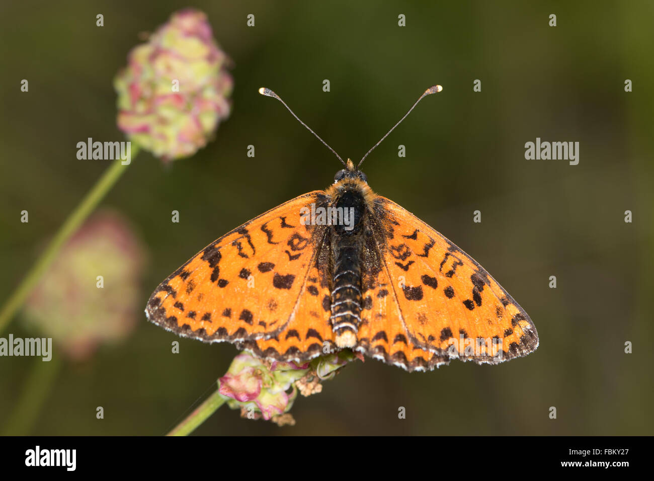 Spotted Fritillary (Melitaea didyma Stock Photo - Alamy