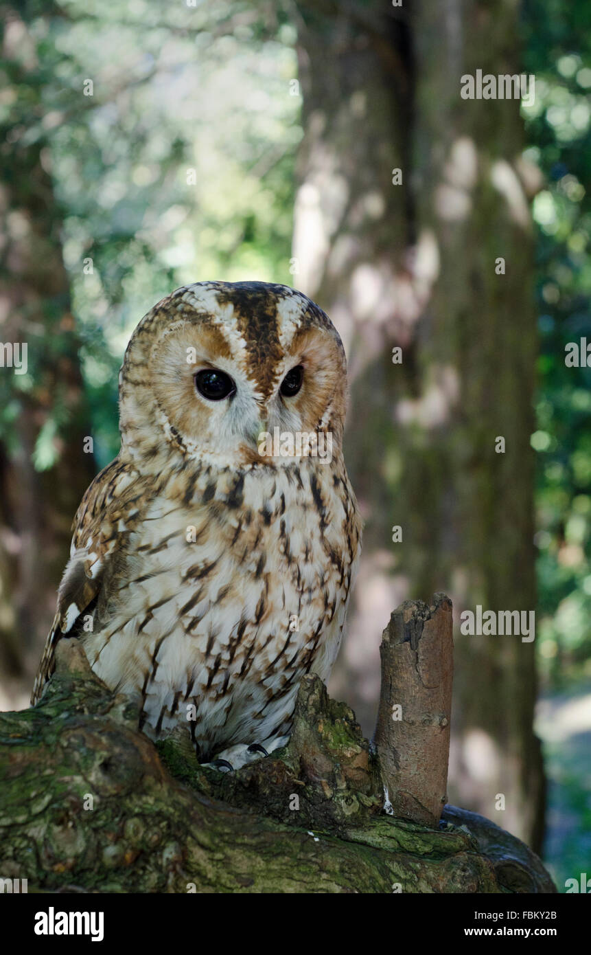 One owl hi-res stock photography and images - Alamy