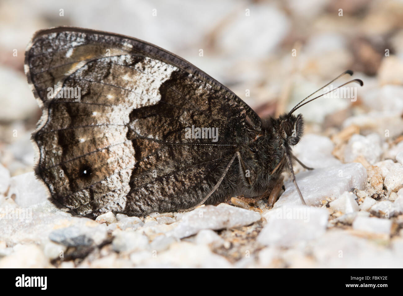 Woodland Grayling (Hipparchia fagi Stock Photo - Alamy