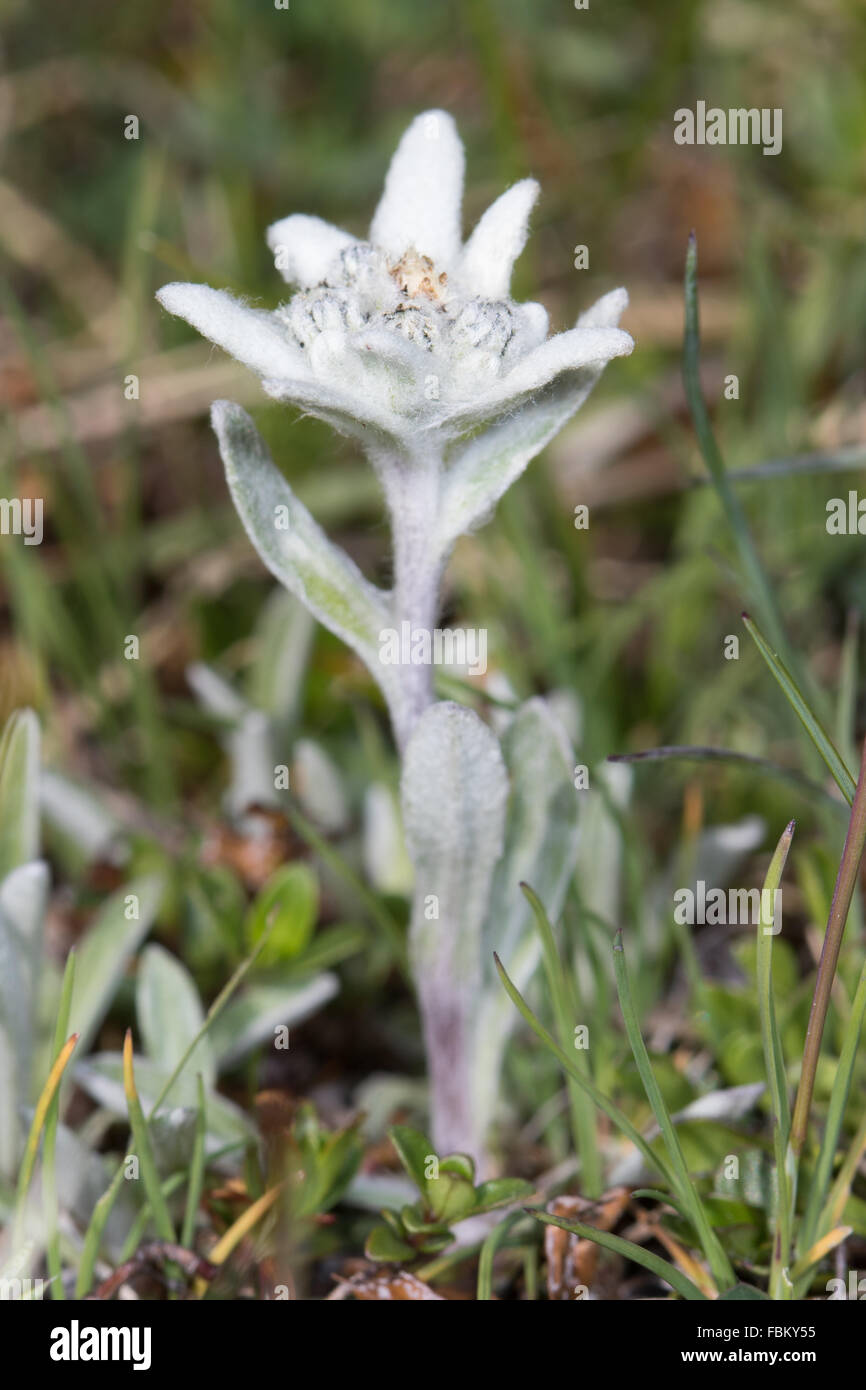 Austria State Flower