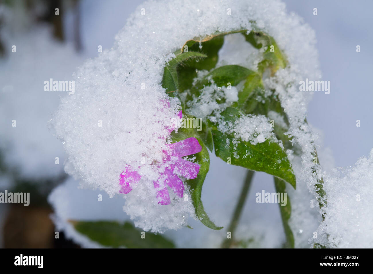 Ice covered flower hi-res stock photography and images - Alamy