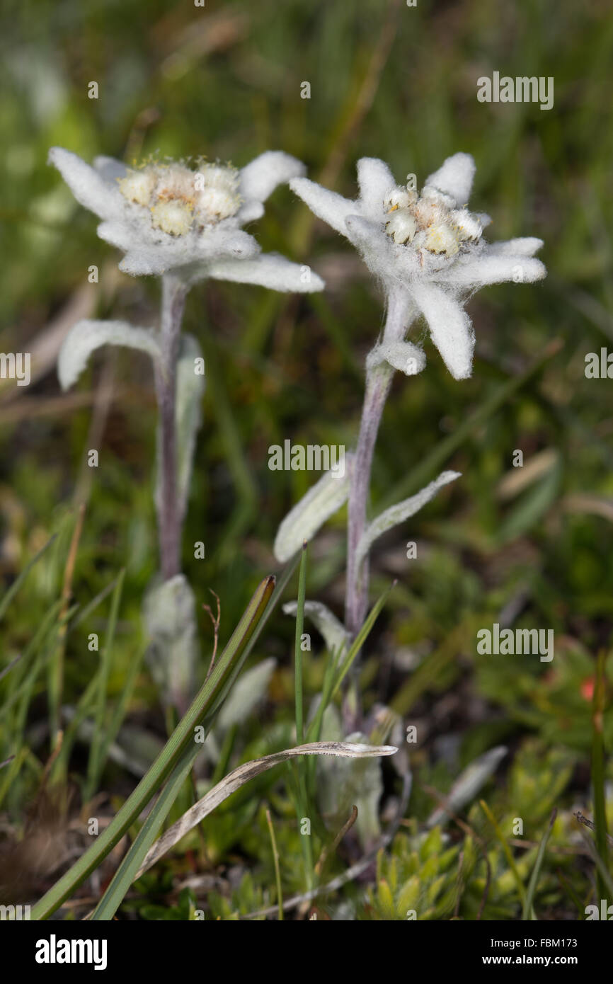 Edelweiss (Leontopodium alpinum) flowers Stock Photo - Alamy