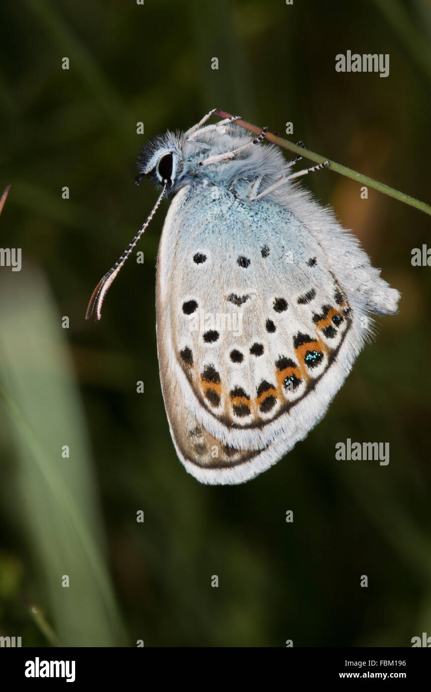 Idas Blue (Plebejus idas) resting on the underside of a grass stem ...