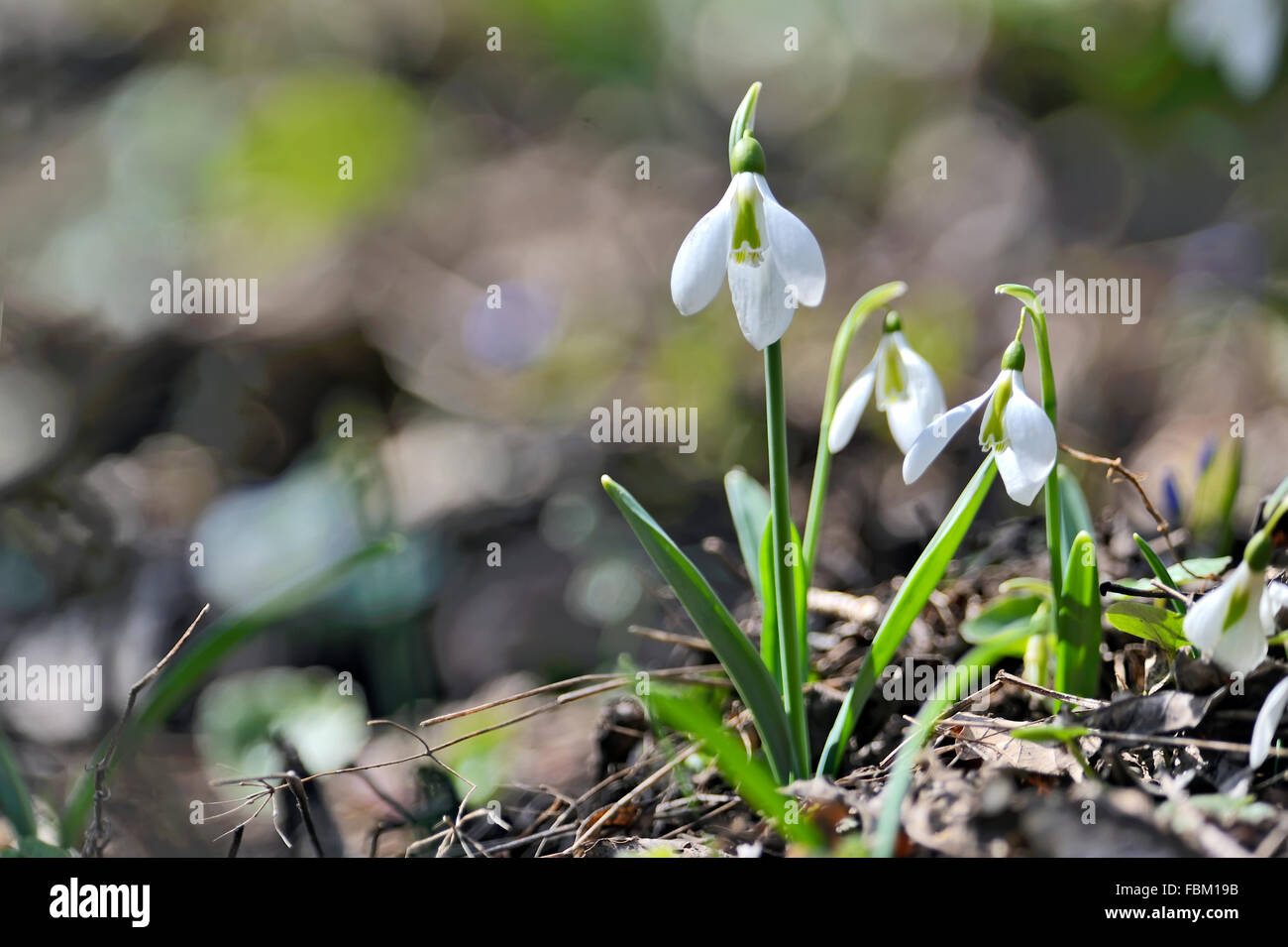Fragile galanthus plant hi-res stock photography and images - Alamy