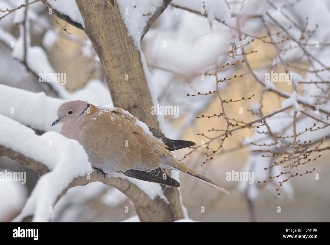 Eurasian Collared-Dove in winter time Stock Photo - Alamy