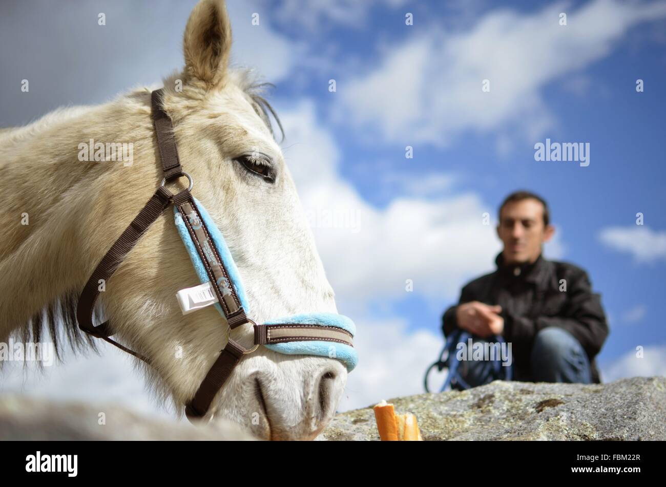 Donkey bridle hi-res stock photography and images - Alamy