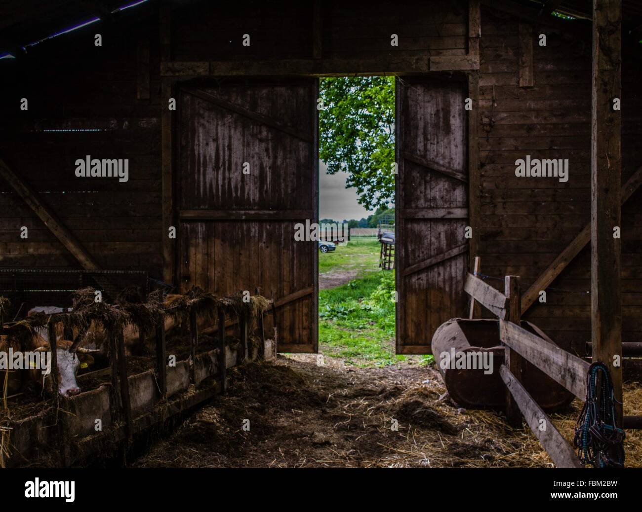 Cows shelter hi-res stock photography and images - Alamy