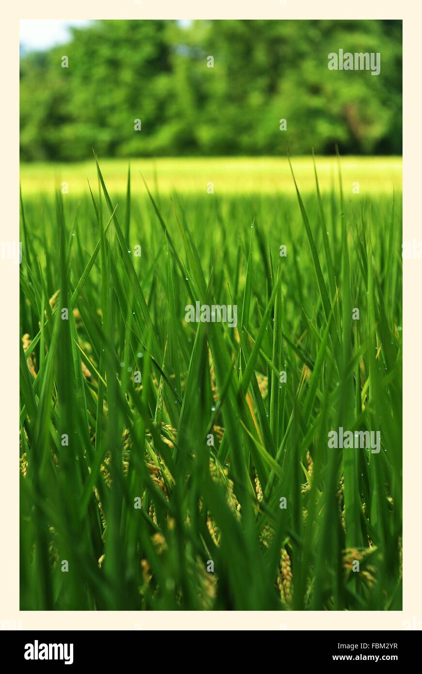 Close-Up Of Grass Growing On Field Stock Photo - Alamy