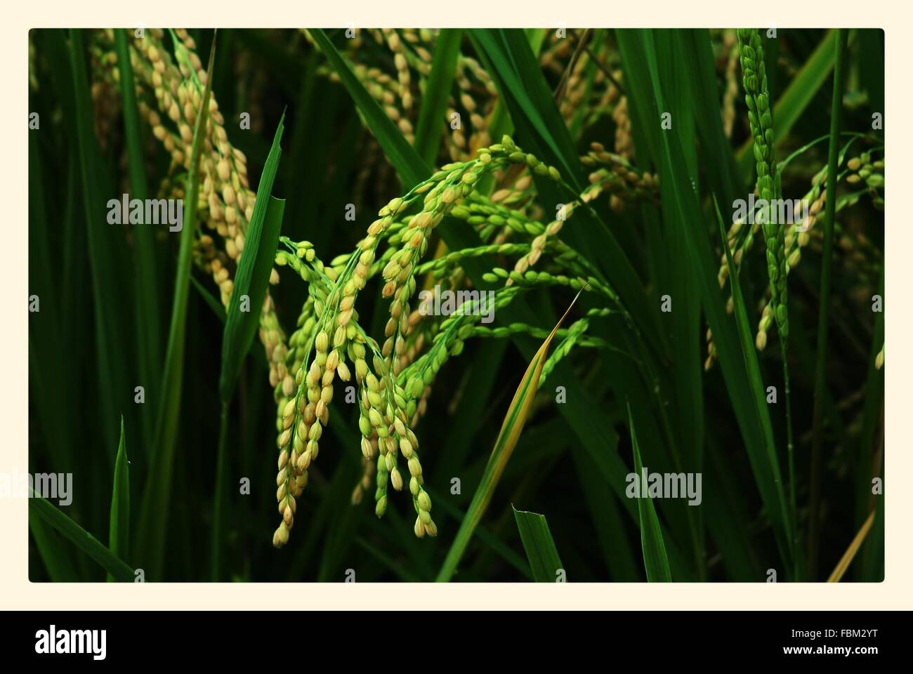 Rice Crop High Resolution Stock Photography and Images - Alamy