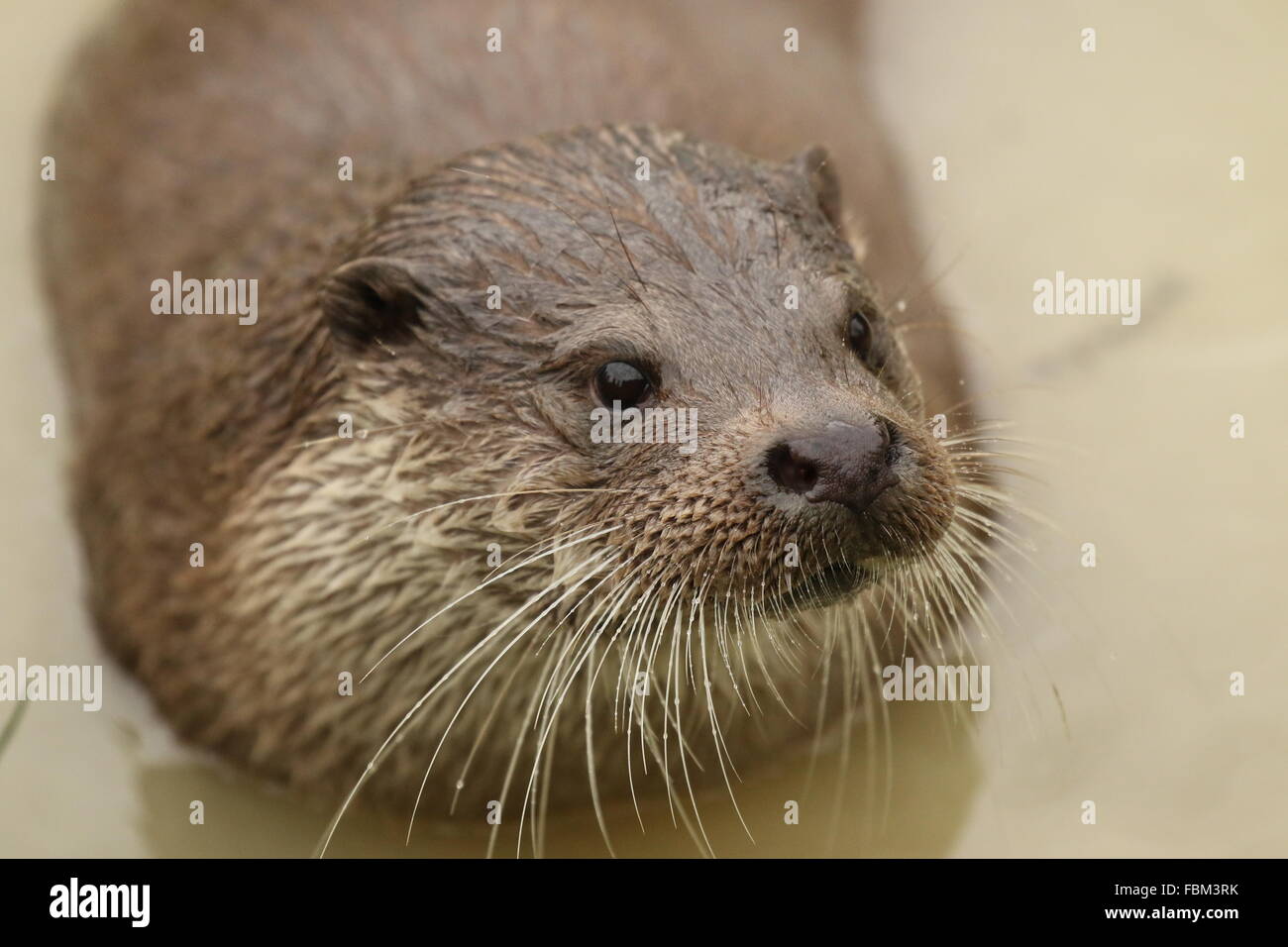 Otter skin coat hi-res stock photography and images - Alamy