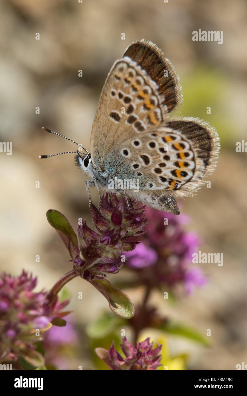 Idas Blue (Plebejus idas) resting on a flower head Stock Photo - Alamy