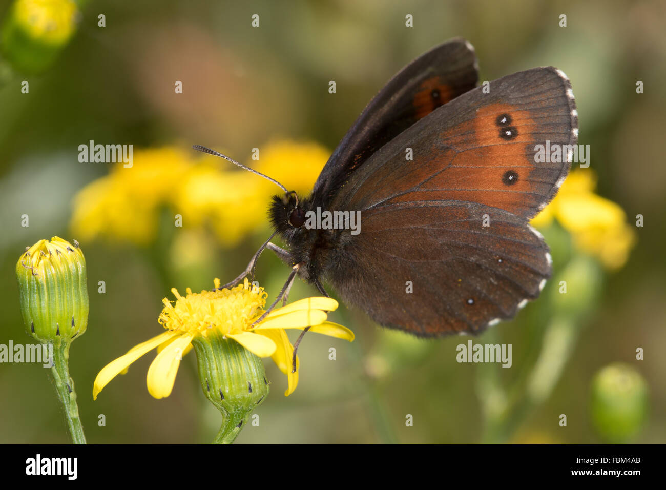 Large Ringlet (Erebia euryale) feeding on a hawkweed flower Stock Photo ...