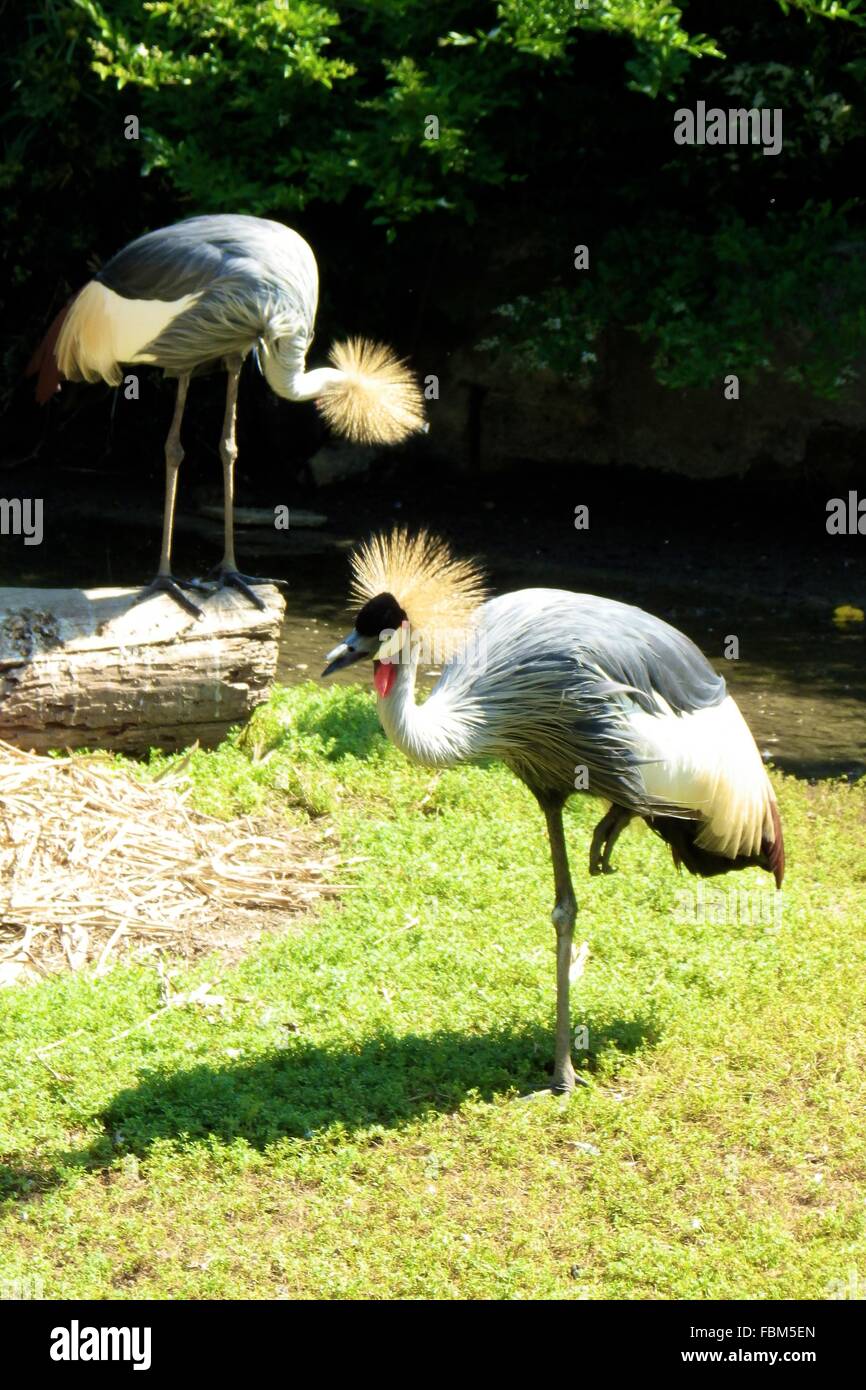 Birds In A Zoo Stock Photo - Alamy
