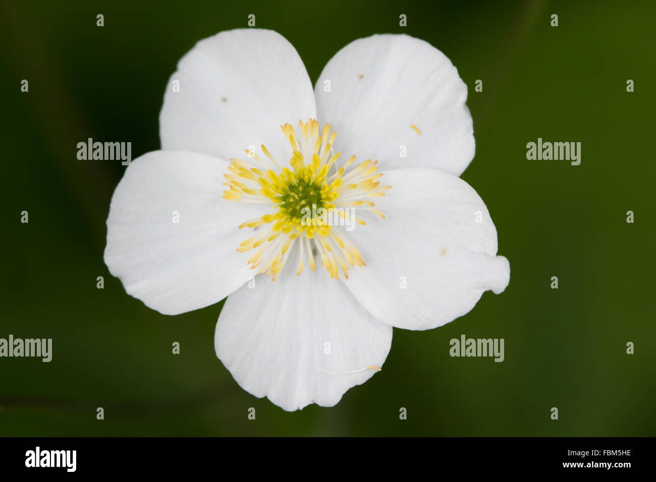 Close-up of a Ranunculus platanifolius flower Stock Photo - Alamy
