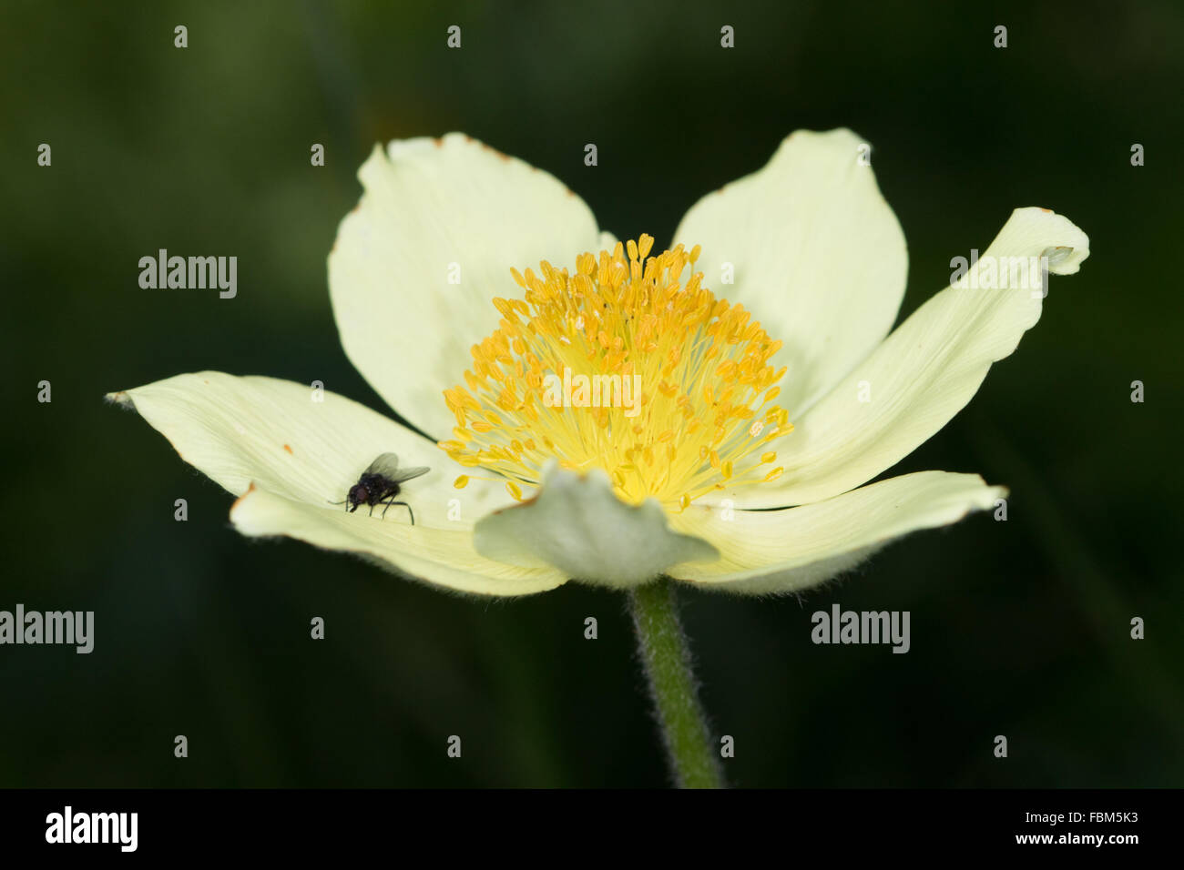 Alpine pasque flower hi-res stock photography and images - Alamy