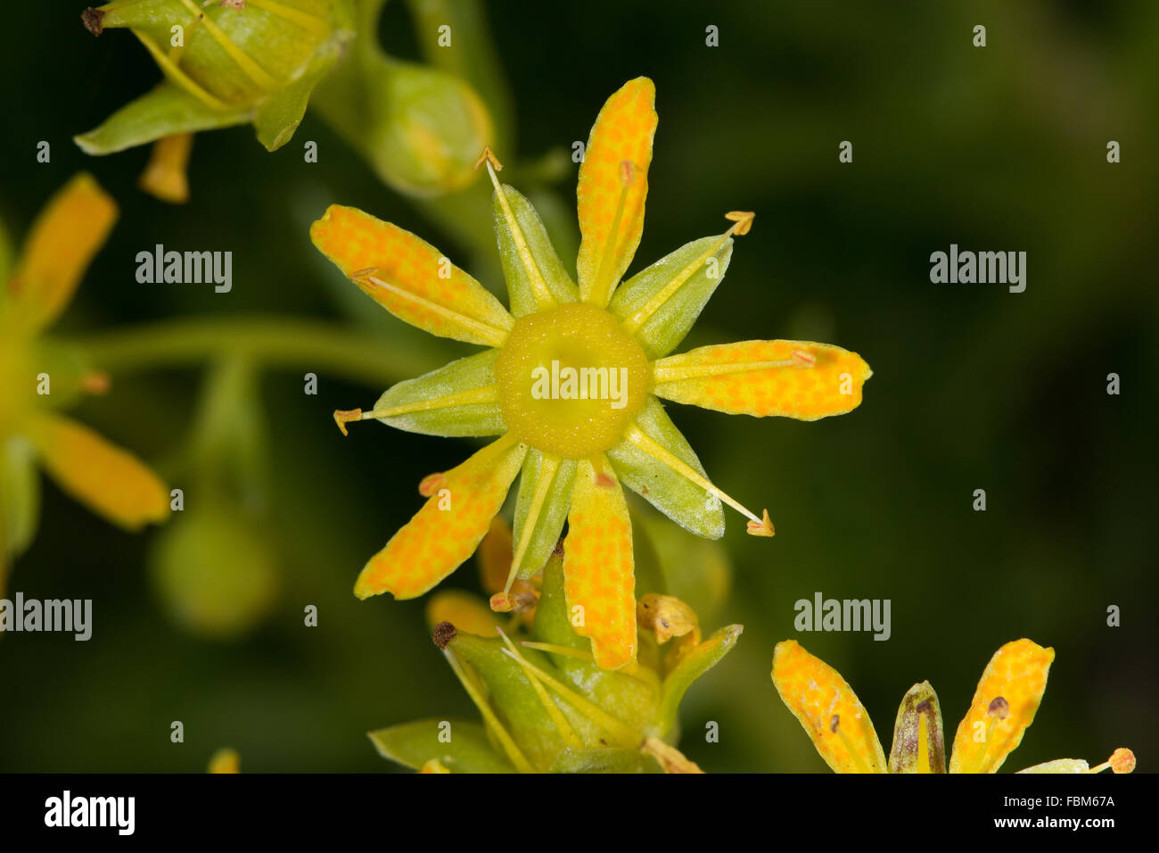 yellow mountain saxifrage (Saxifraga aizoides) flowers Stock Photo - Alamy