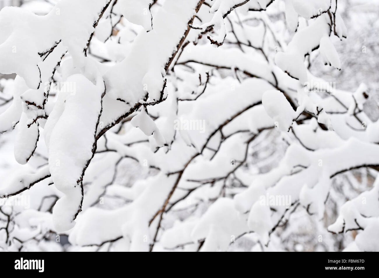 Winter scene with tree branches loaded with snow after heavy snowfall ...