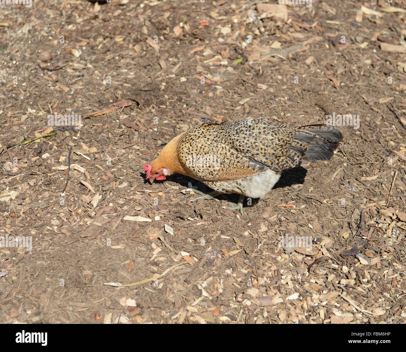 Pecking hen hi-res stock photography and images - Alamy