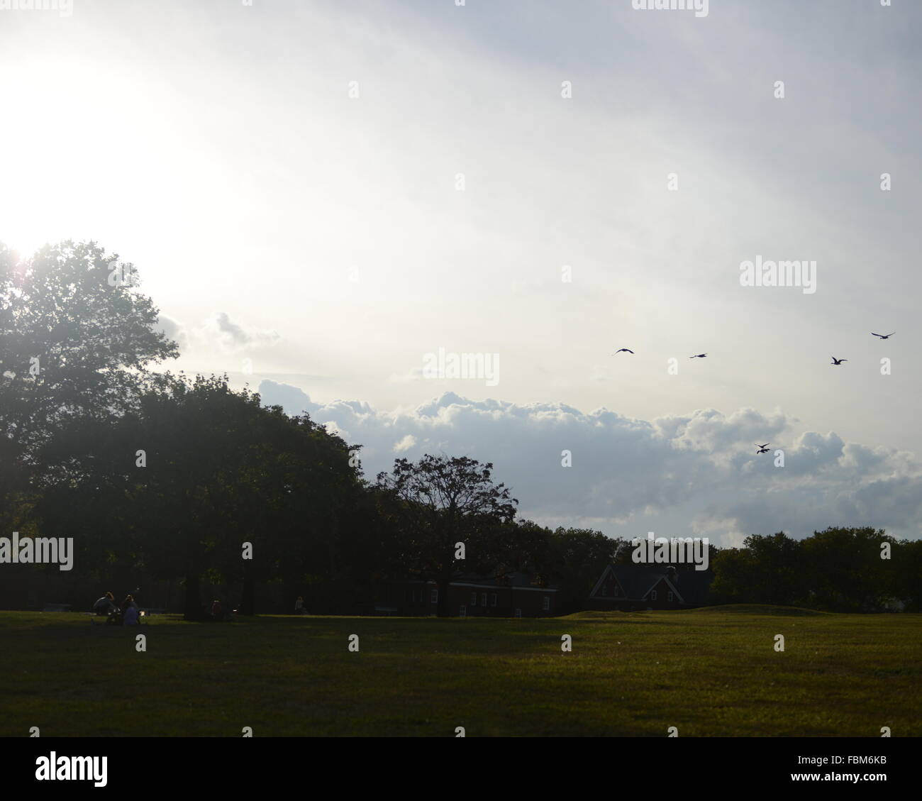 Birds Flying Over A Park Stock Photo - Alamy
