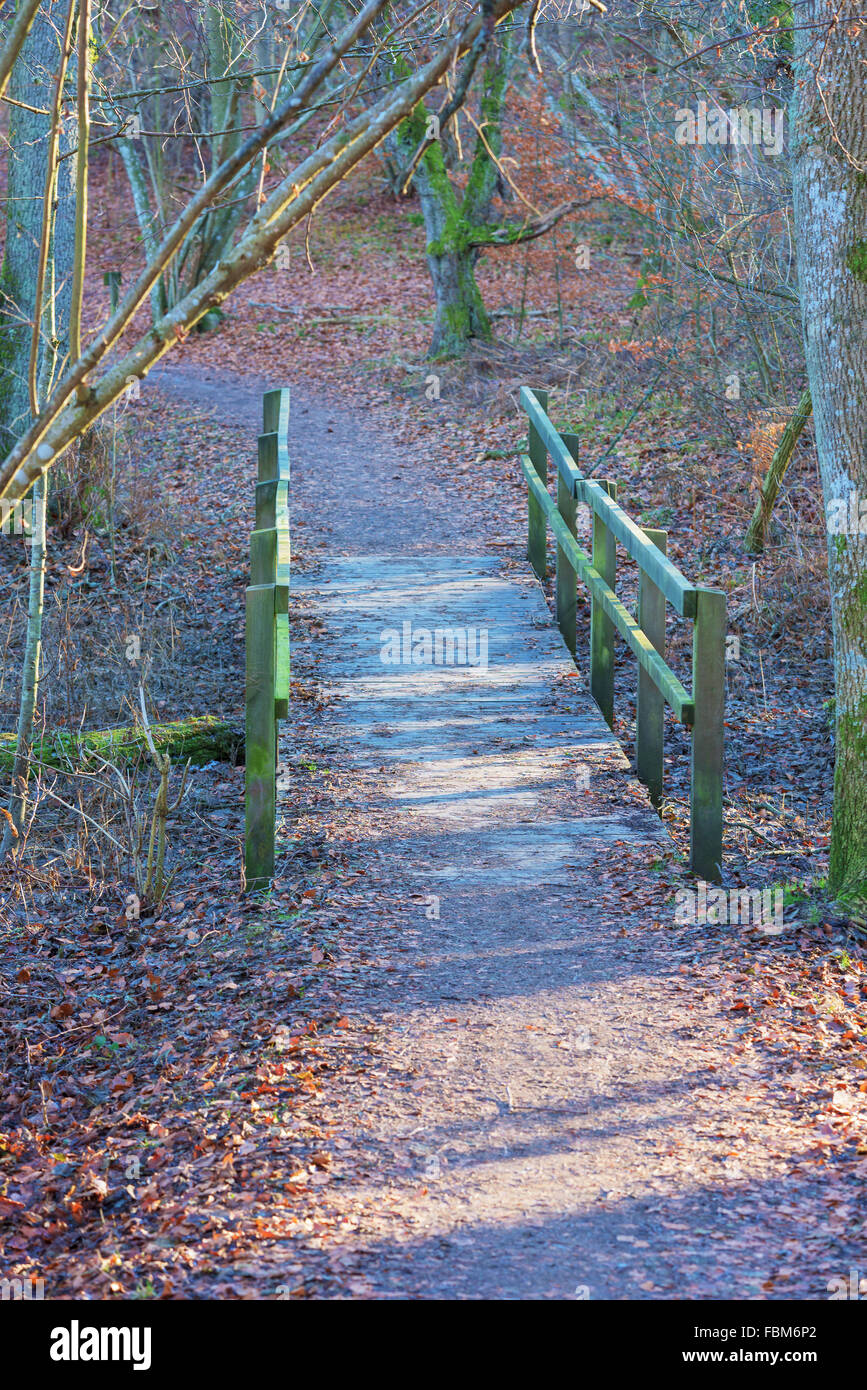 A small wooden bridge on a hiking trail in the forest Stock Photo - Alamy