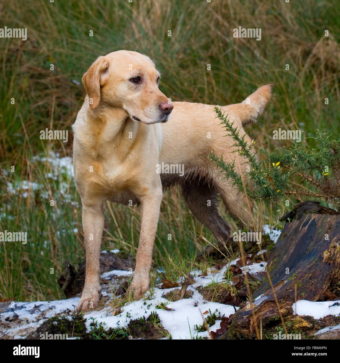 yellow labrador retriever dog Stock Photo - Alamy