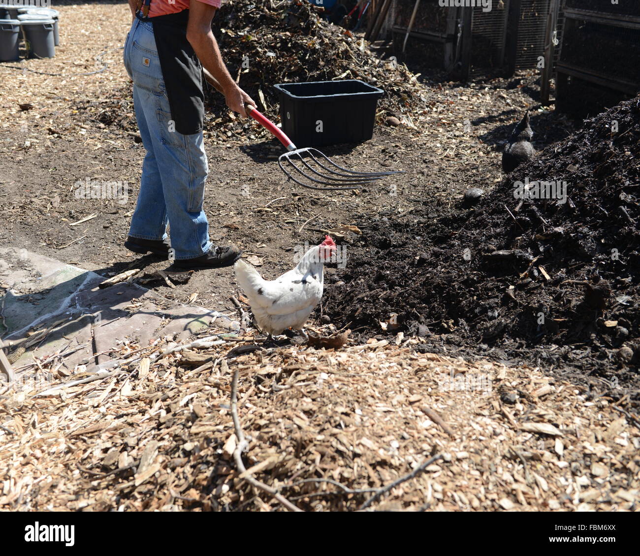 Farmer Holding Rake Near A Hen Stock Photo - Alamy