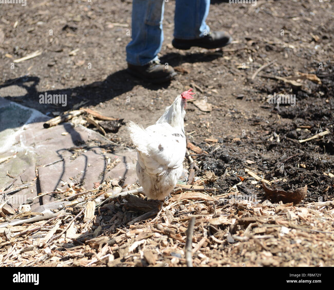 Animal mud hen hi-res stock photography and images - Alamy