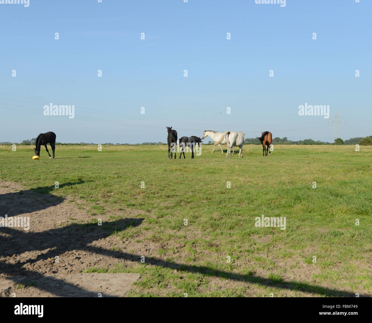Horses In Pasture Stock Photo - Alamy