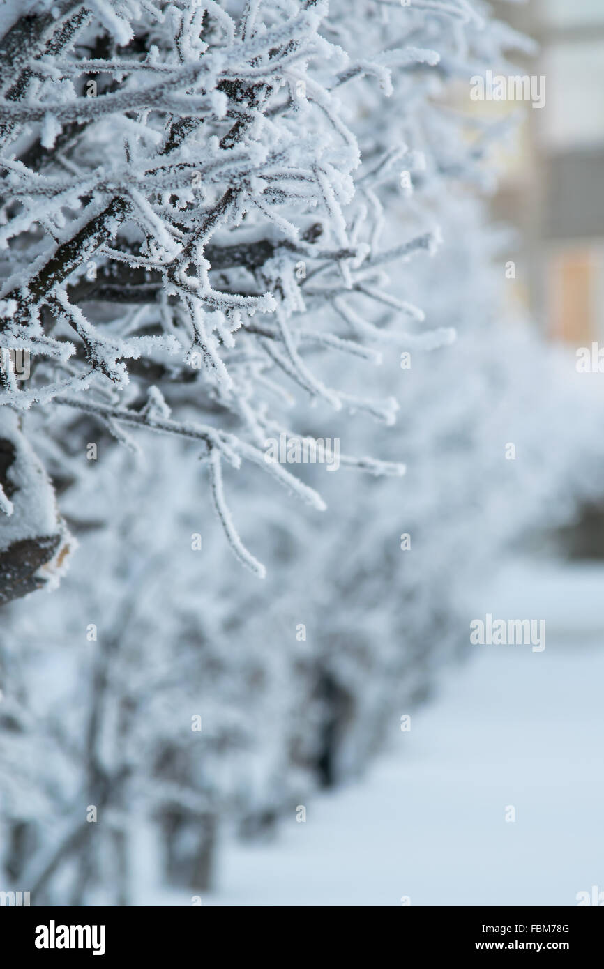 Frosty tree hi-res stock photography and images - Alamy