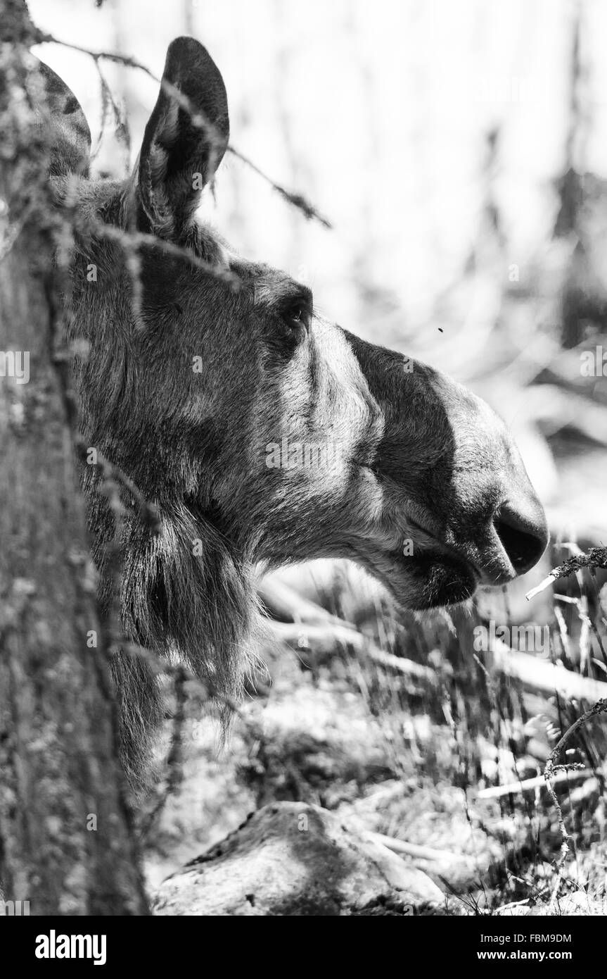 Side view animal hi-res stock photography and images - Alamy