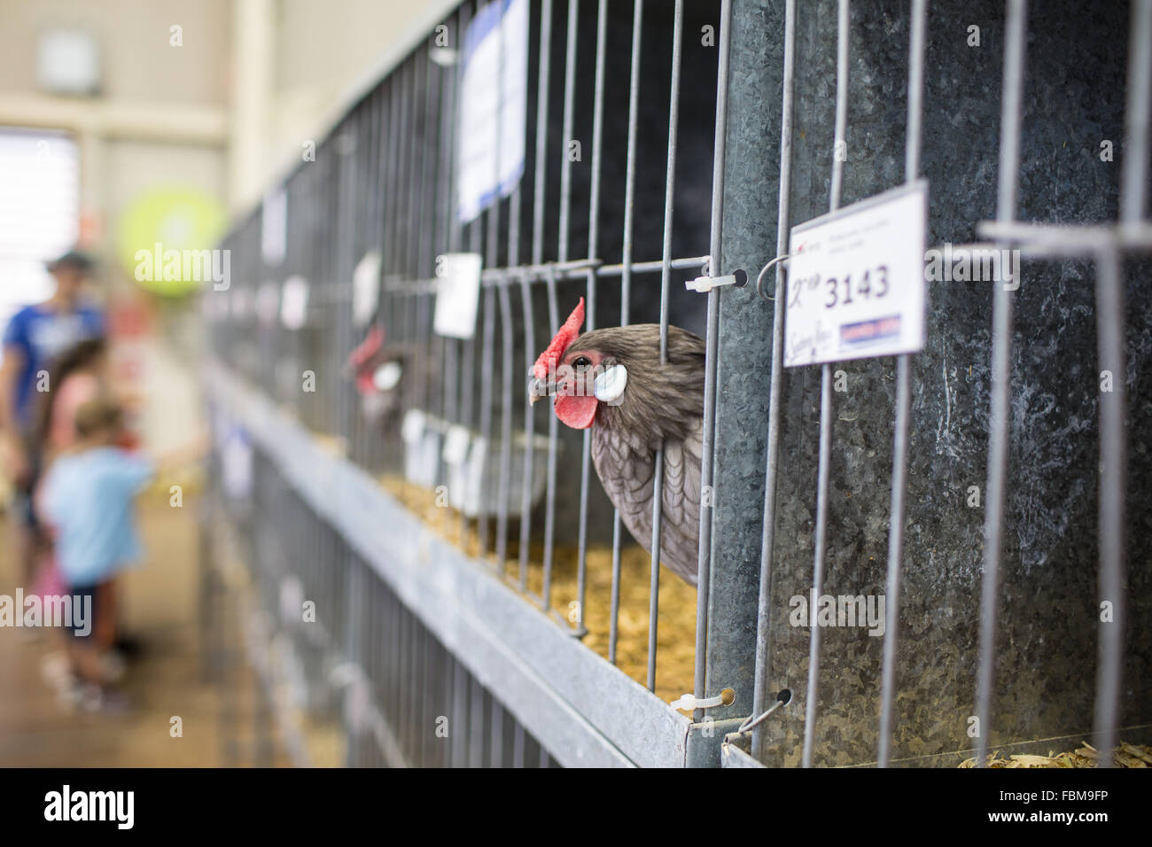 Close-Up Side View Of Hens In Pen Stock Photo - Alamy