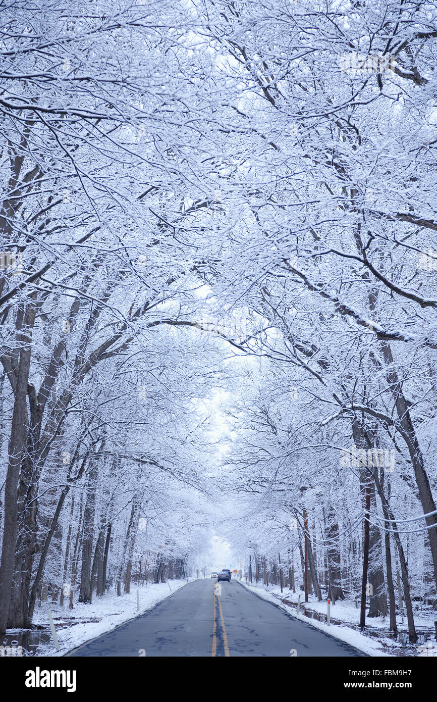 Road lined with snow covered trees Stock Photo - Alamy