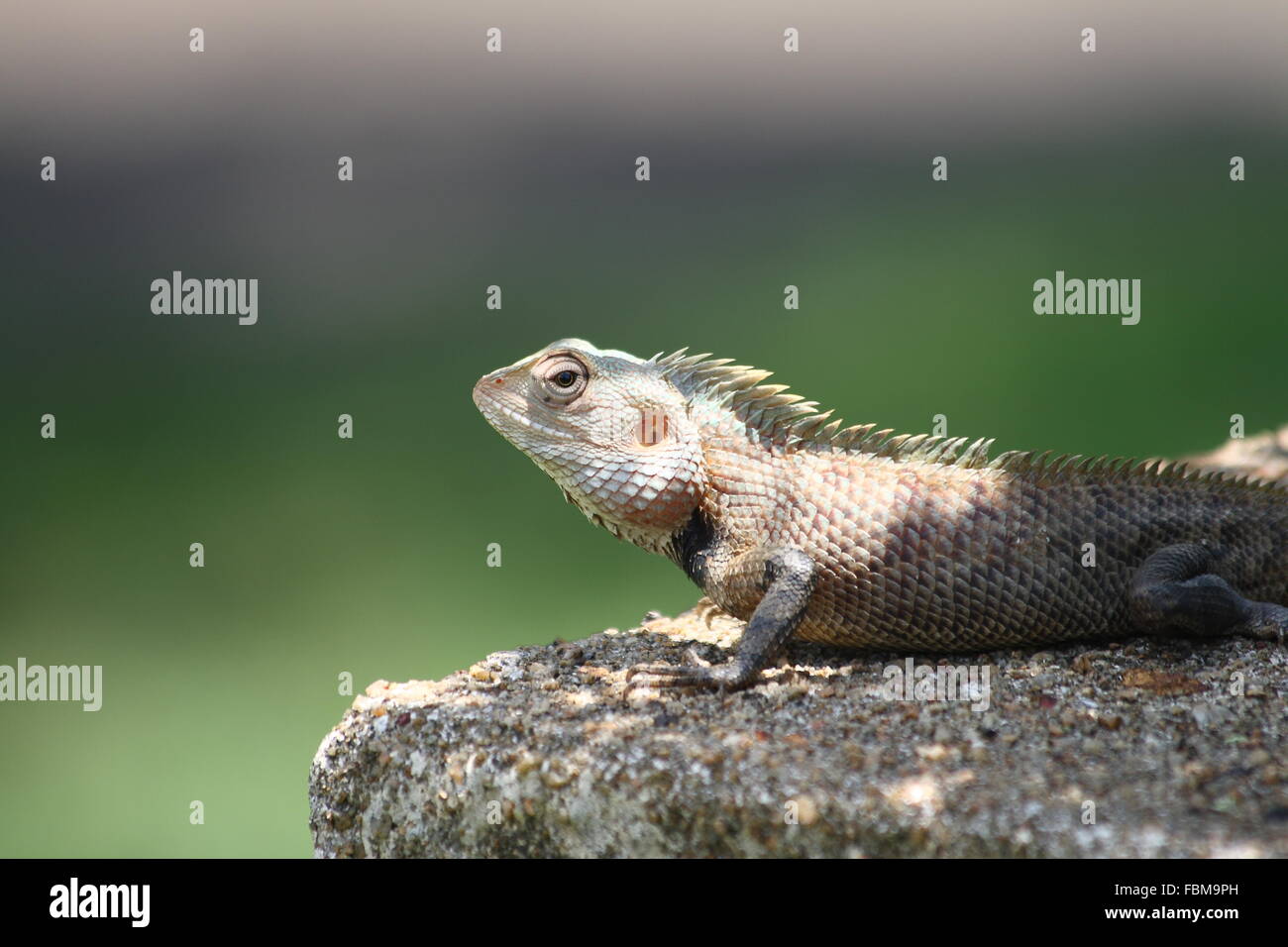 Reptile side profile hi-res stock photography and images - Alamy