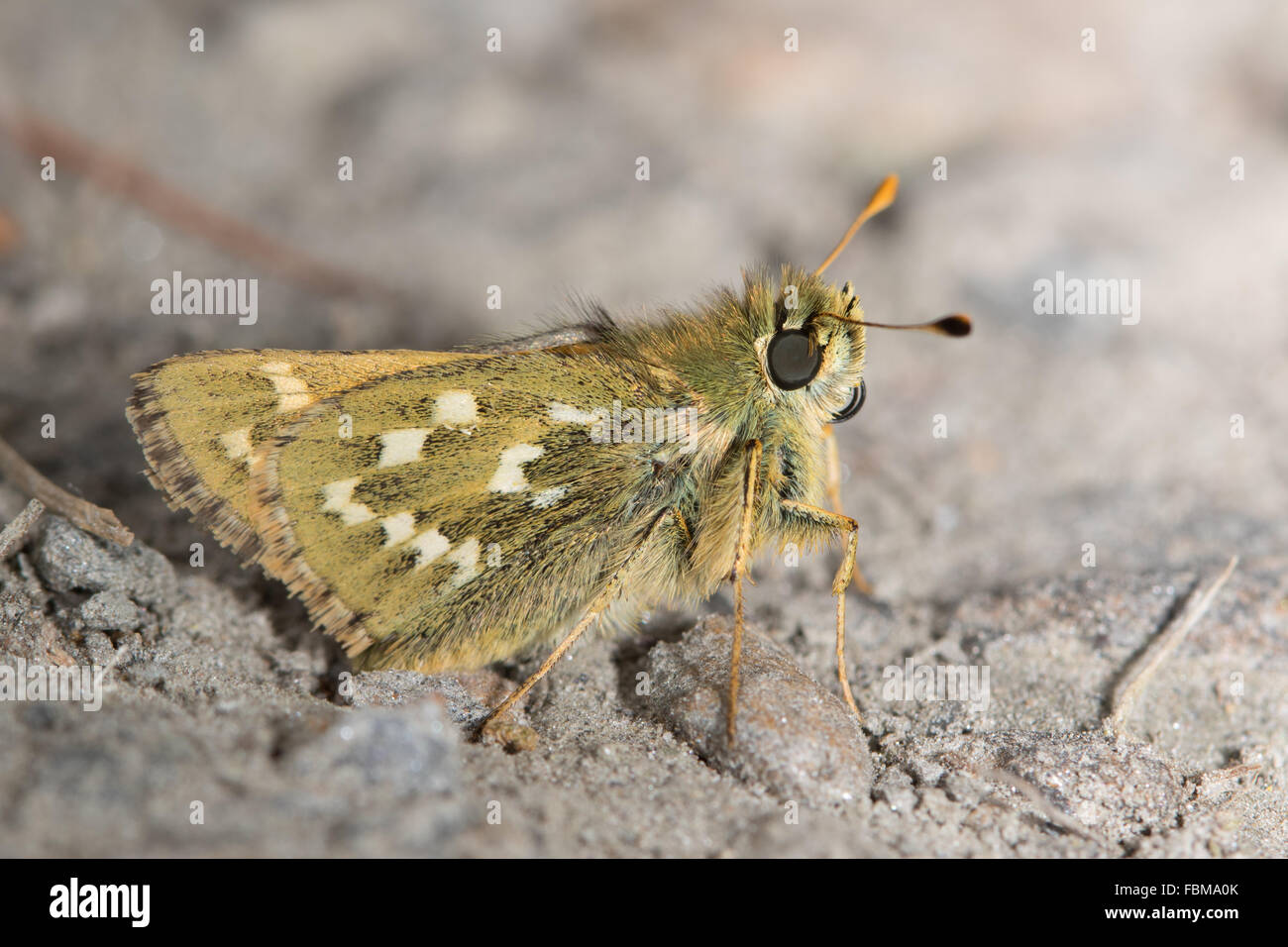 Silver-spotted Skipper (Hesperia comma Stock Photo - Alamy
