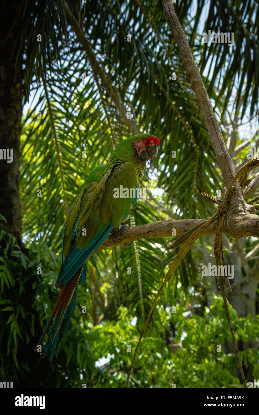 Parrot On Branch High Resolution Stock Photography and Images - Alamy