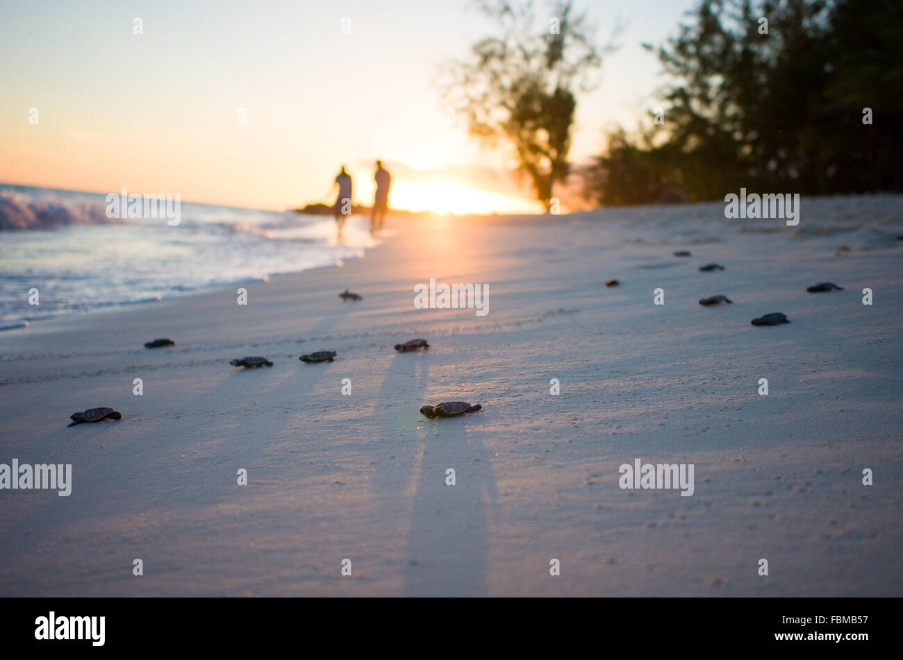 Turtles hatching on beach hi-res stock photography and images - Alamy