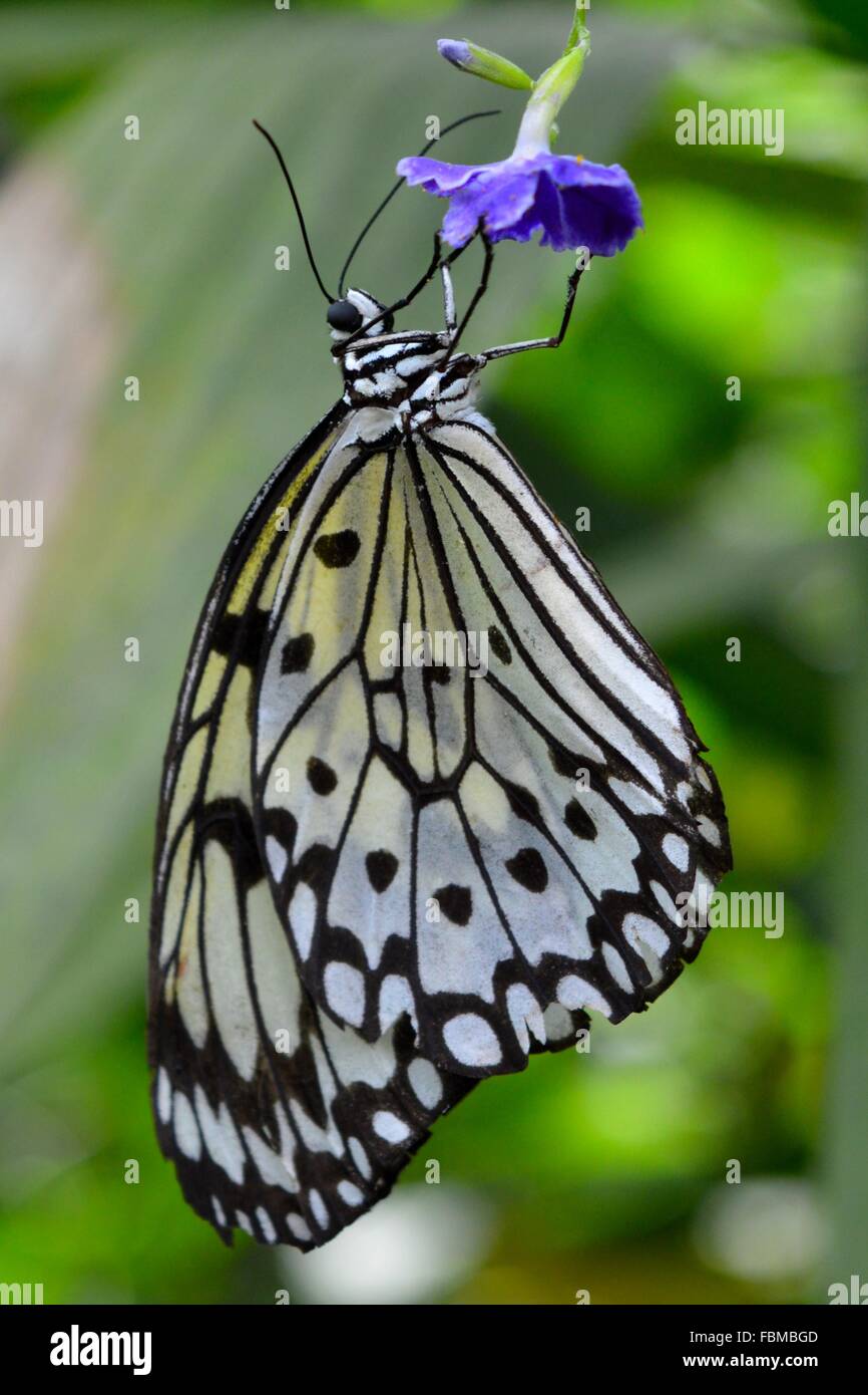 Butterfly on blue flower Stock Photo - Alamy
