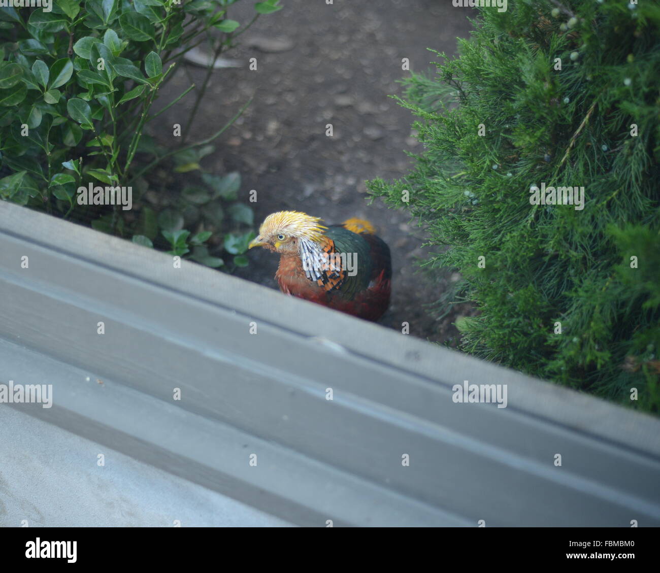 Back view bird hi-res stock photography and images - Alamy