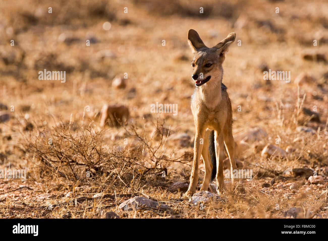 Black-backed jackal (Canis mesomelas), Samburu National Reserve, Kenya ...