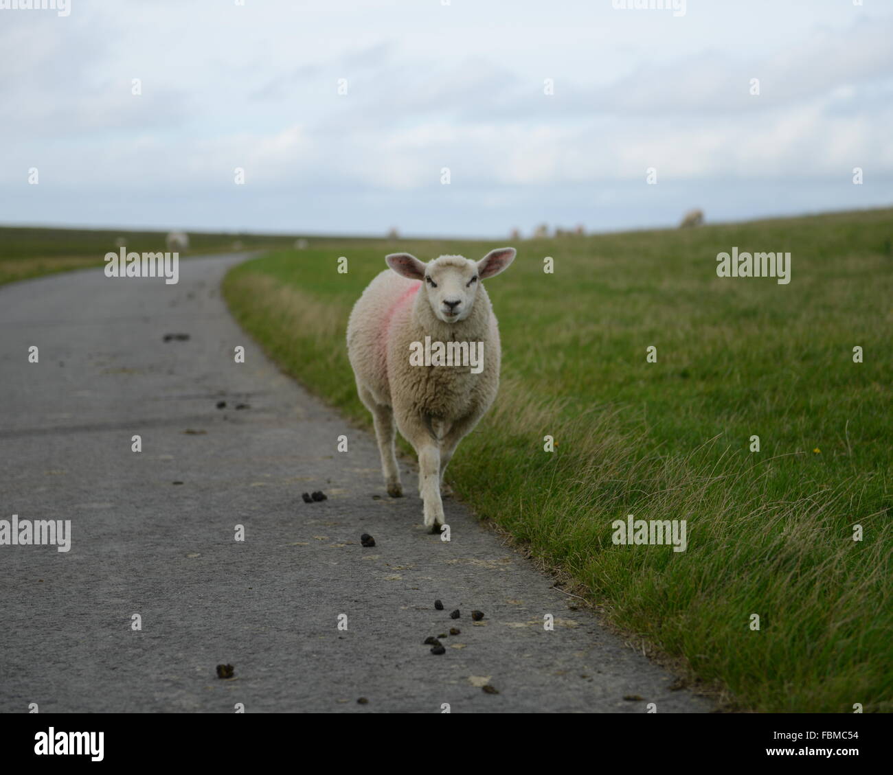 Sheep on the road hi-res stock photography and images - Alamy
