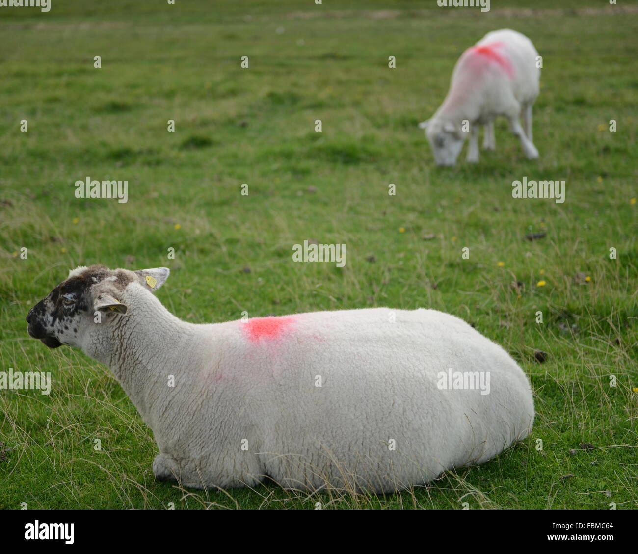 Two lying sheep hi-res stock photography and images - Alamy