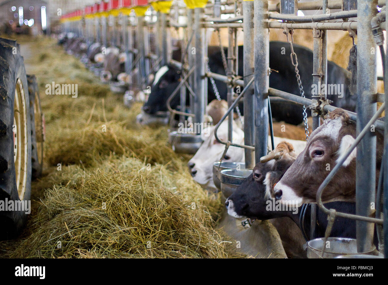Cows feeding in barn on dairy farm Stock Photo - Alamy