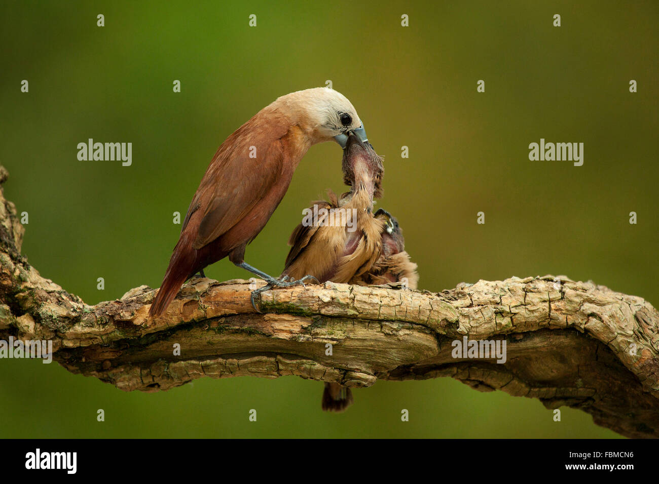 Two Bird Chicks High Resolution Stock Photography and Images - Alamy