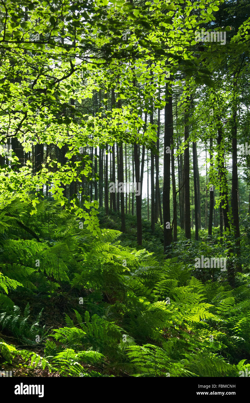 Woodland at Tyrebagger Forest Walk - near Aberdeen, Scotland, UK Stock ...