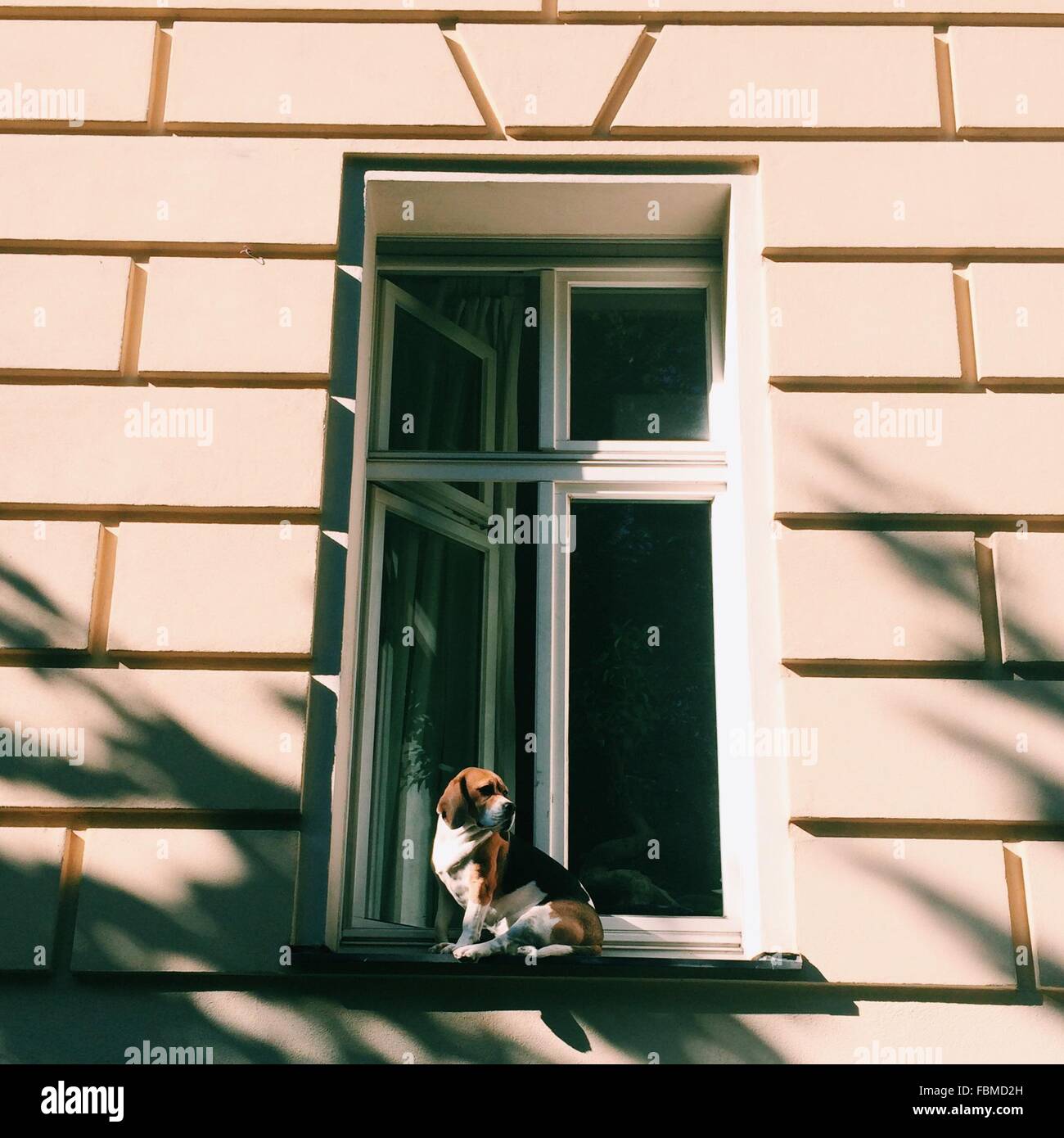 Dog Sitting On Window Sill Stock Photo - Alamy