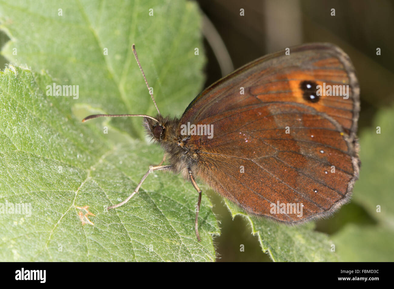 Scotch Argus Butterfly High Resolution Stock Photography and Images - Alamy