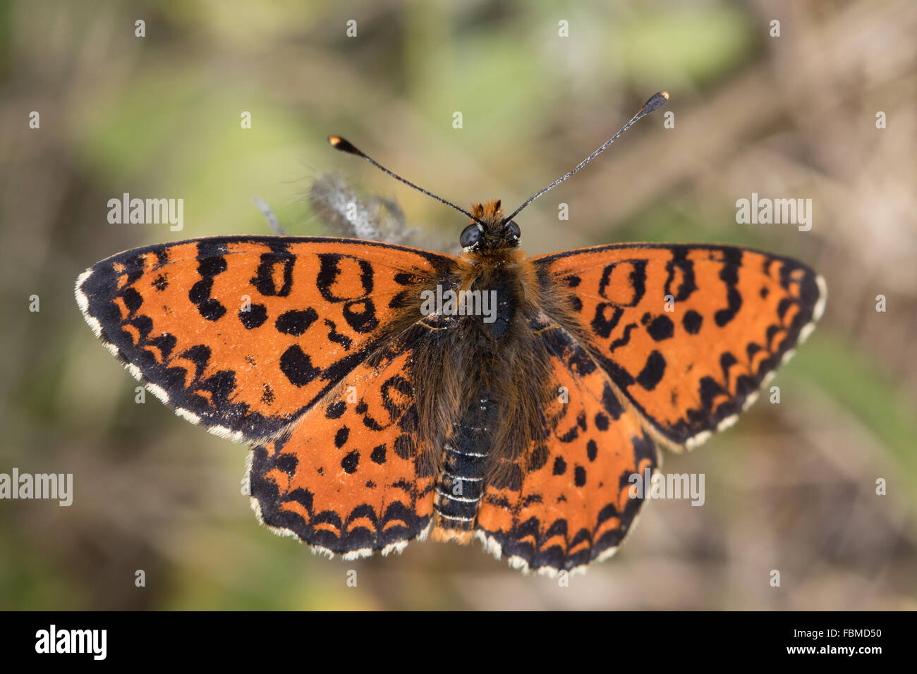 Spotted Fritillary (Melitaea didyma Stock Photo - Alamy