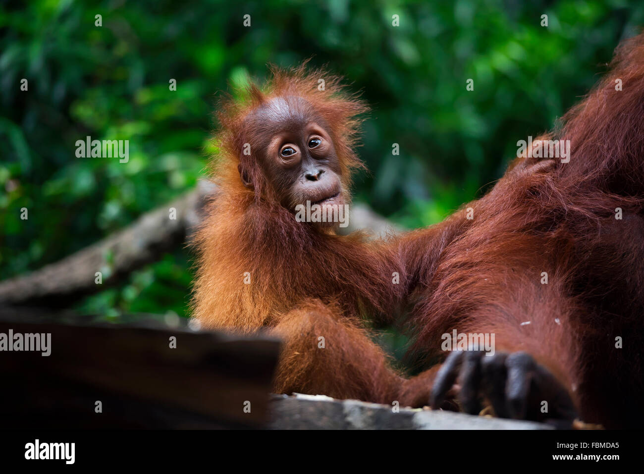 Baby orangutan (pongo pygmaeus) holding onto it's mother Stock Photo ...