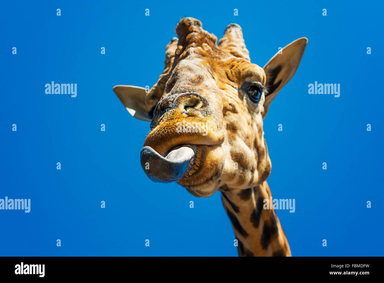 Giraffe tongue hi-res stock photography and images - Alamy